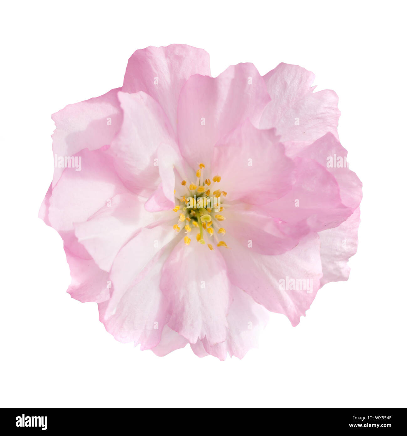 Sakura flowers detail Cut Out Stock Images & Pictures - Alamy