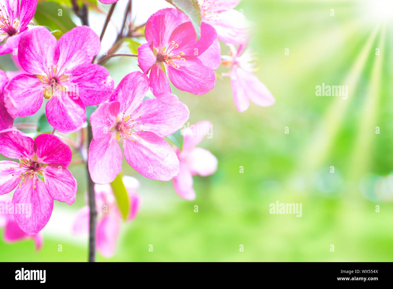 Sun rays cherry blossom garden hi-res stock photography and images - Alamy