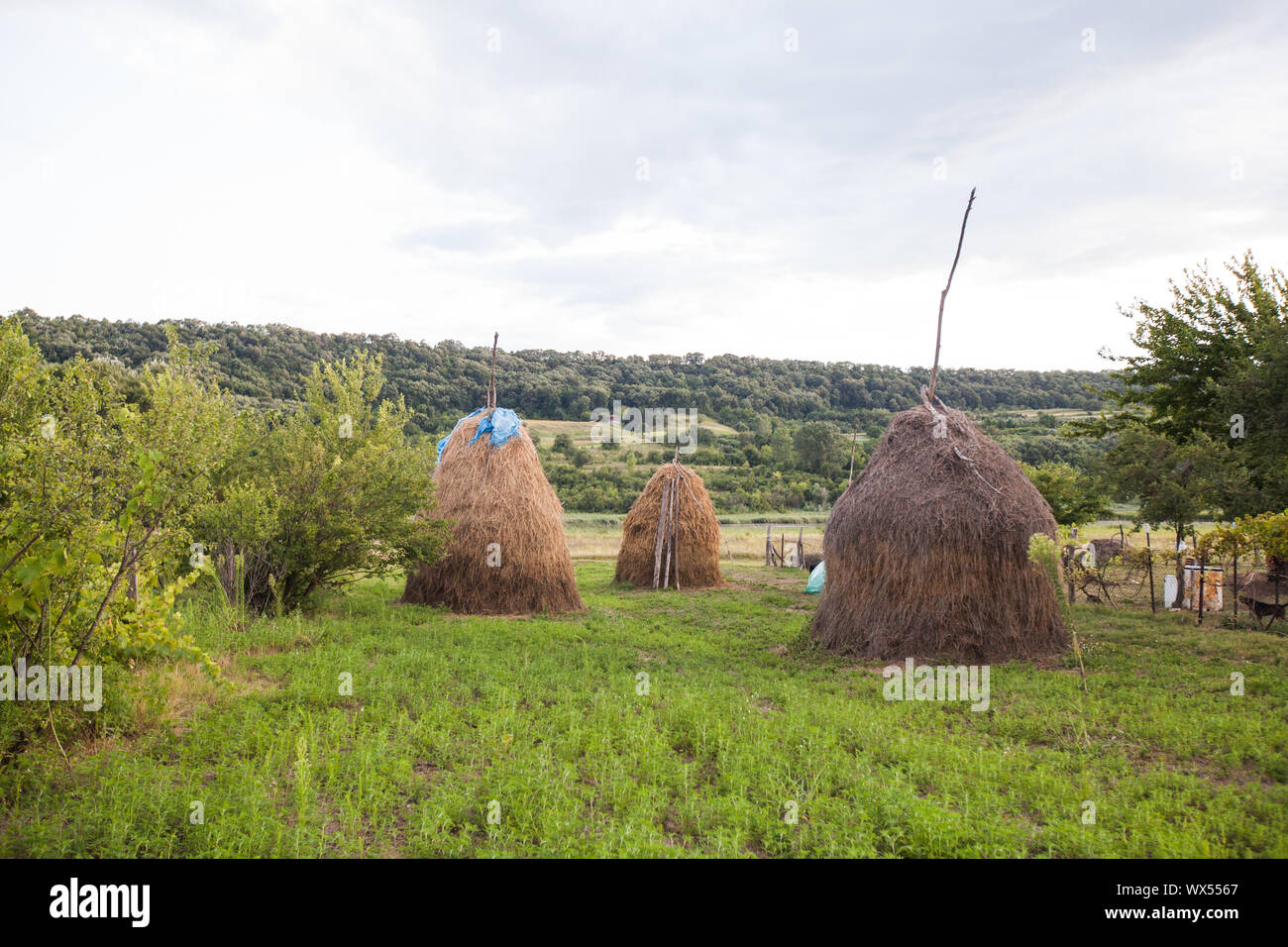 Rural landscape with haystacks, traditional style of haystack at ...