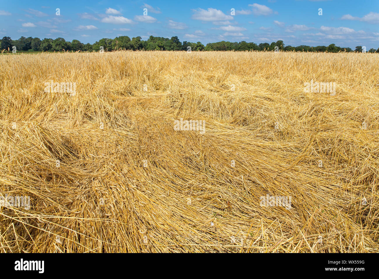 Bad harvest flattened dutch yellow grain field Stock Photo - Alamy