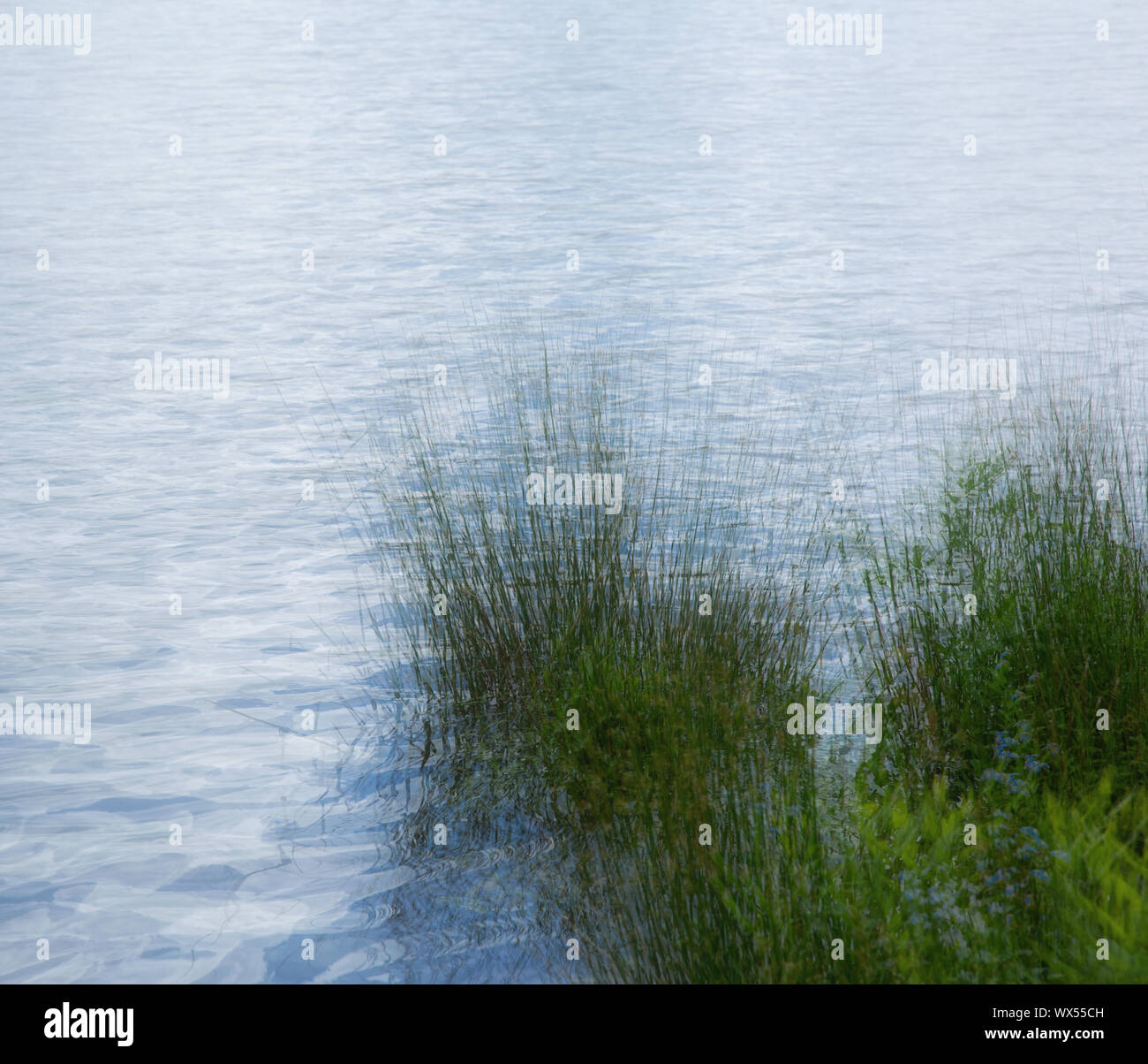 Grasses and reeds at the waters edge Stock Photo - Alamy