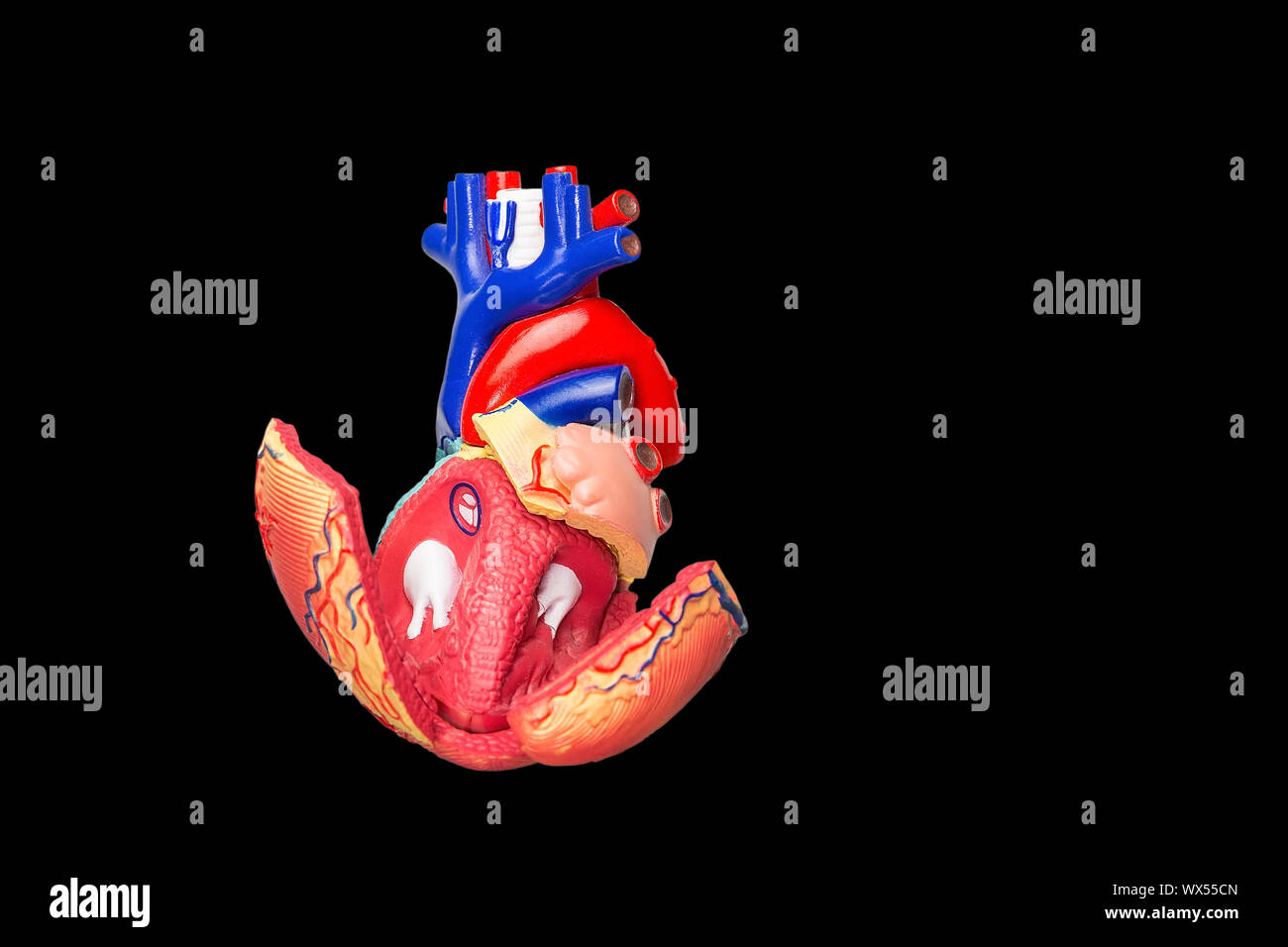 Human heart coronary arteries hi-res stock photography and images - Alamy