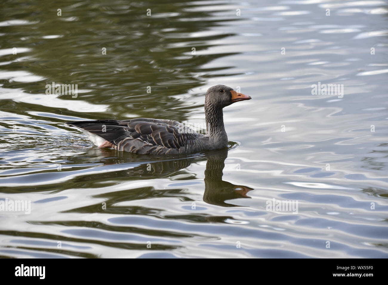 Swimming to right hi-res stock photography and images - Alamy