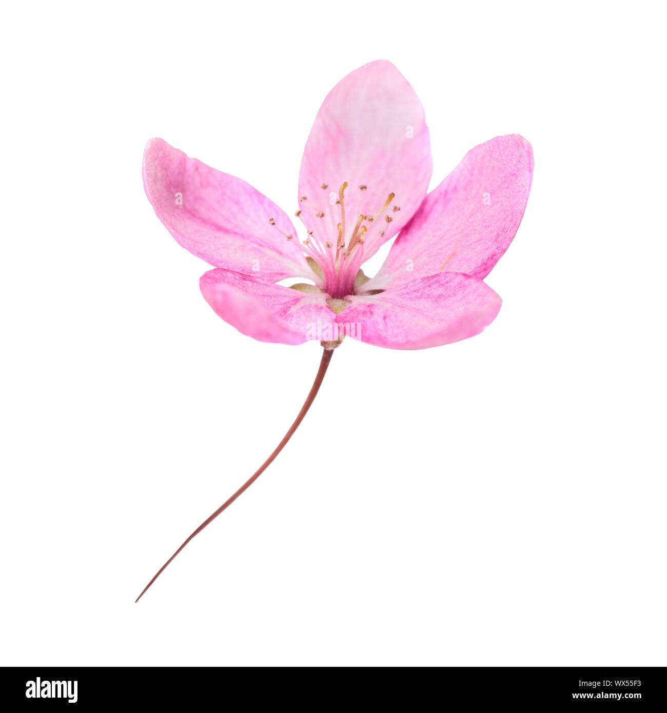 Pink flower isolated on white Stock Photo - Alamy
