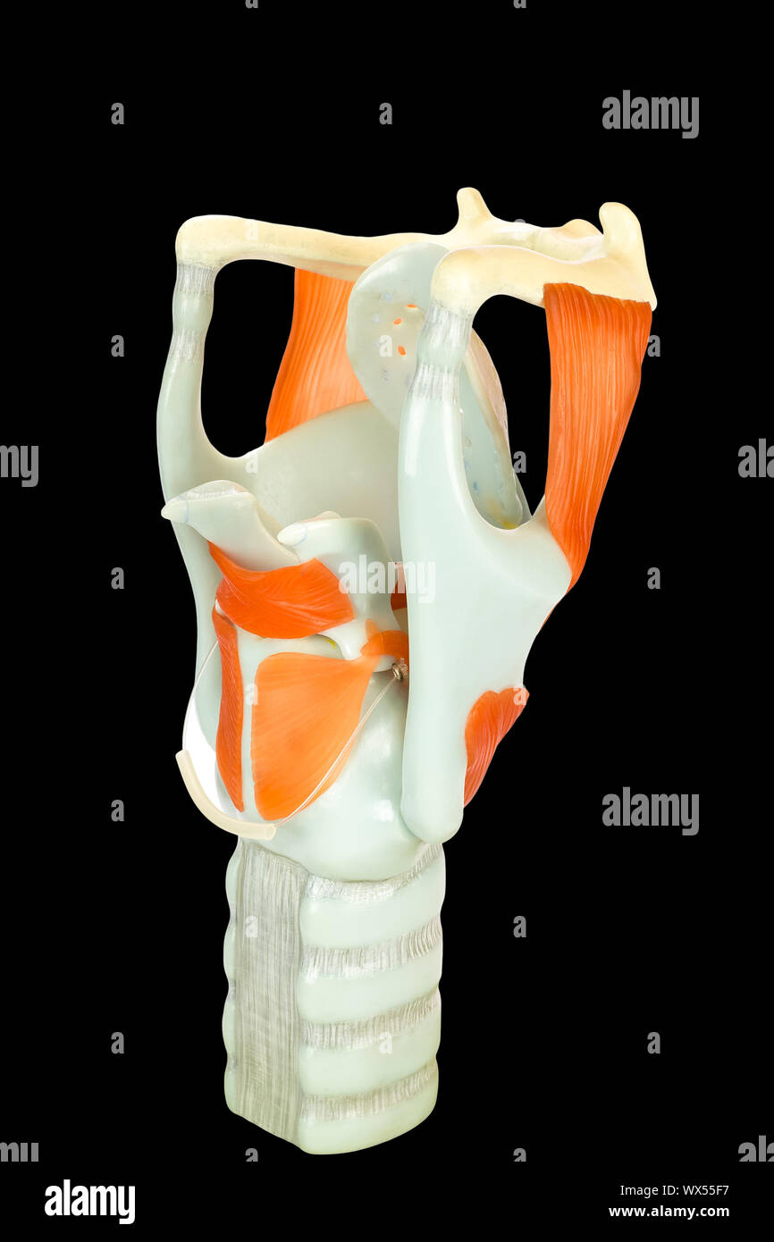Vocal Cords In Human Voice Box at Jai Reading blog
