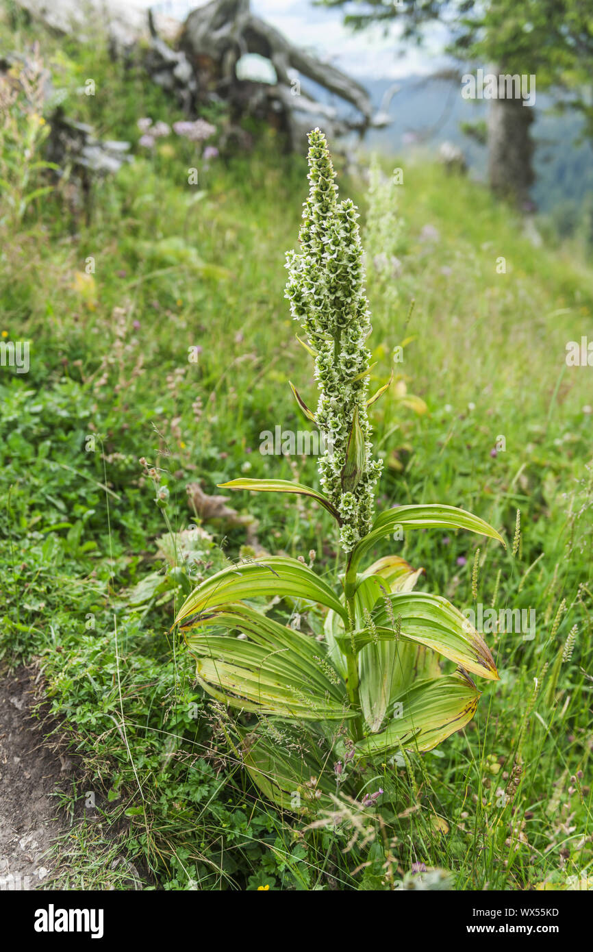 Veratrum album on a hillside Stock Photo - Alamy