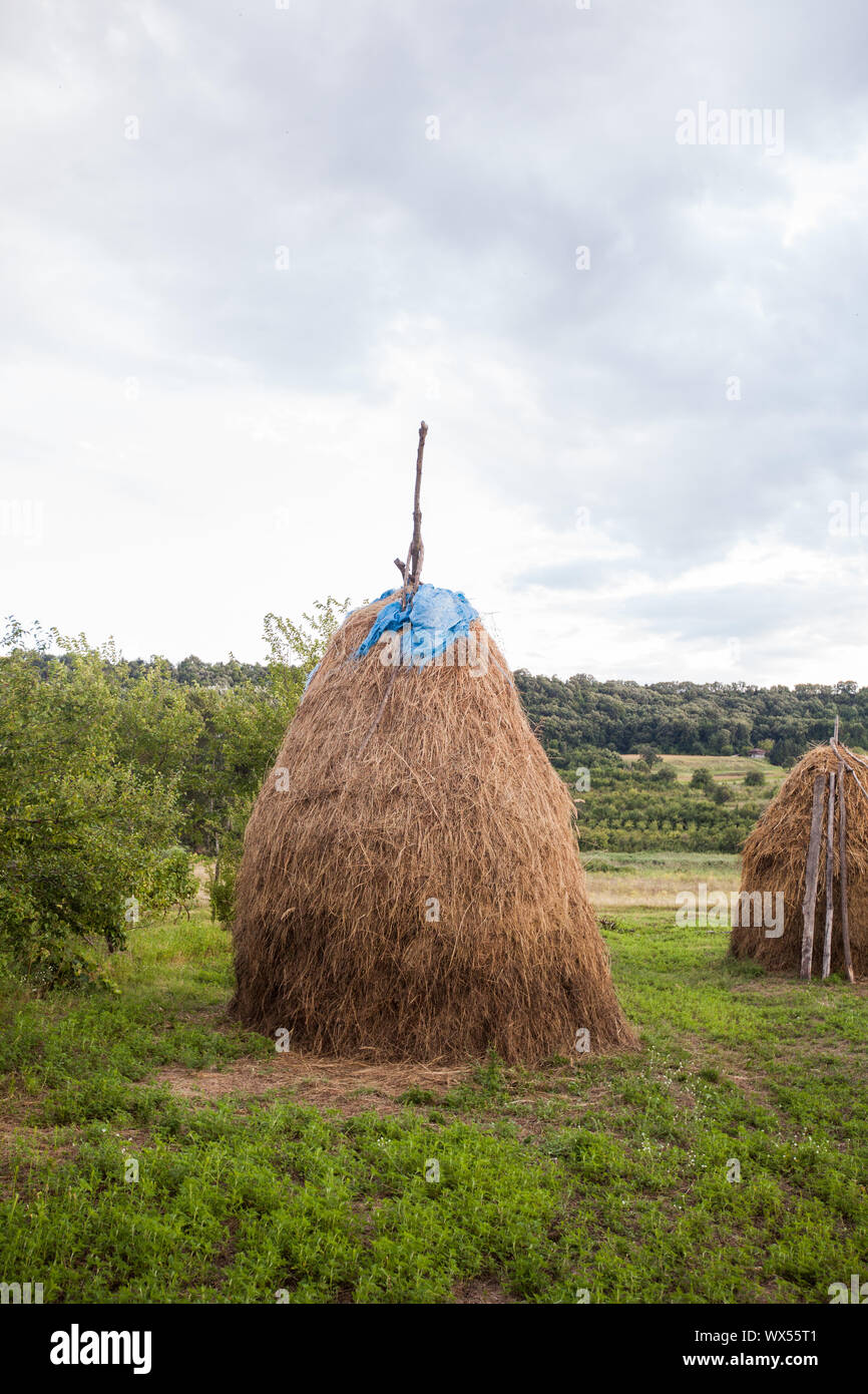 Rural landscape with haystacks, traditional style of haystack at ...