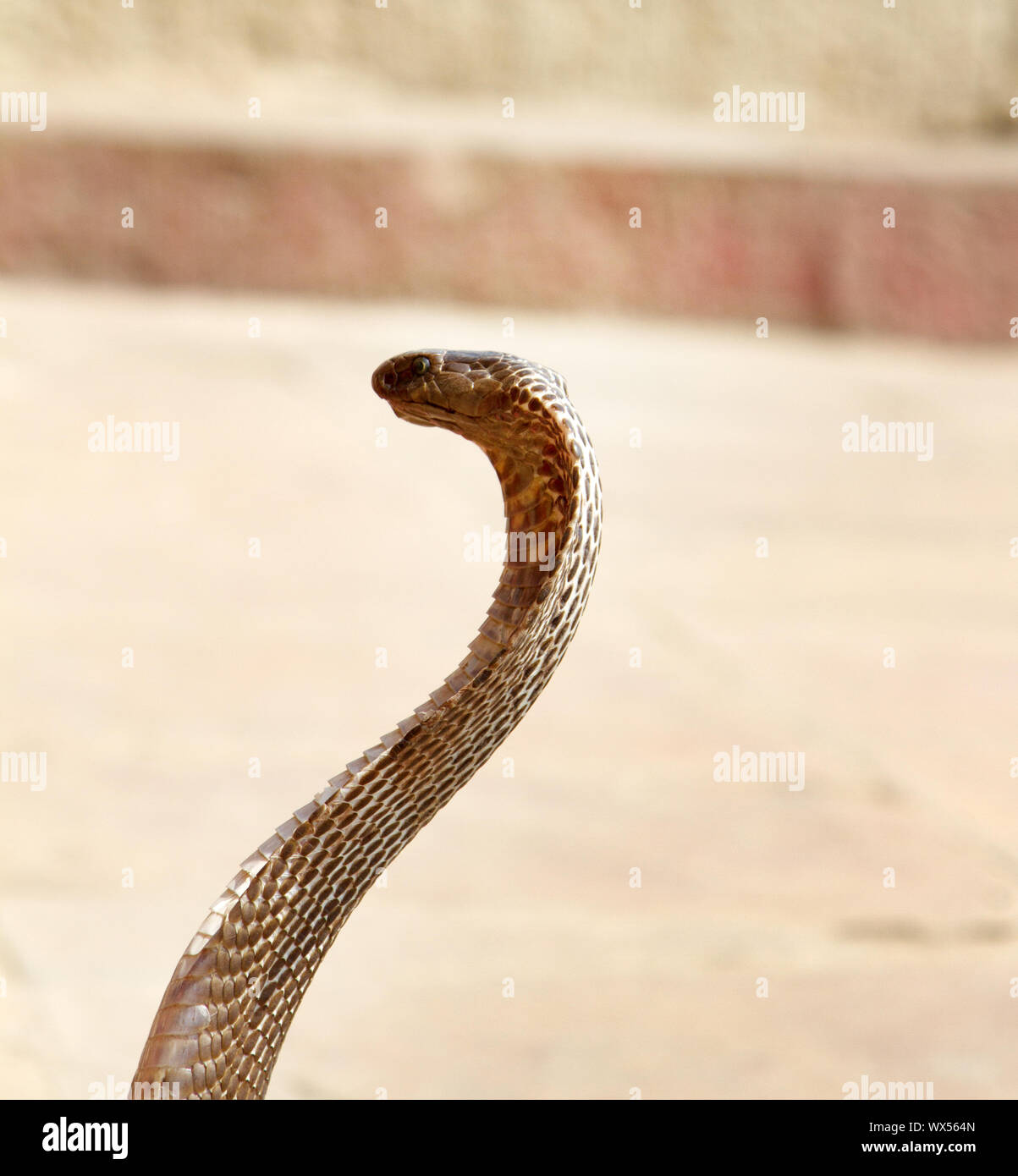 Hood snake hi-res stock photography and images - Alamy