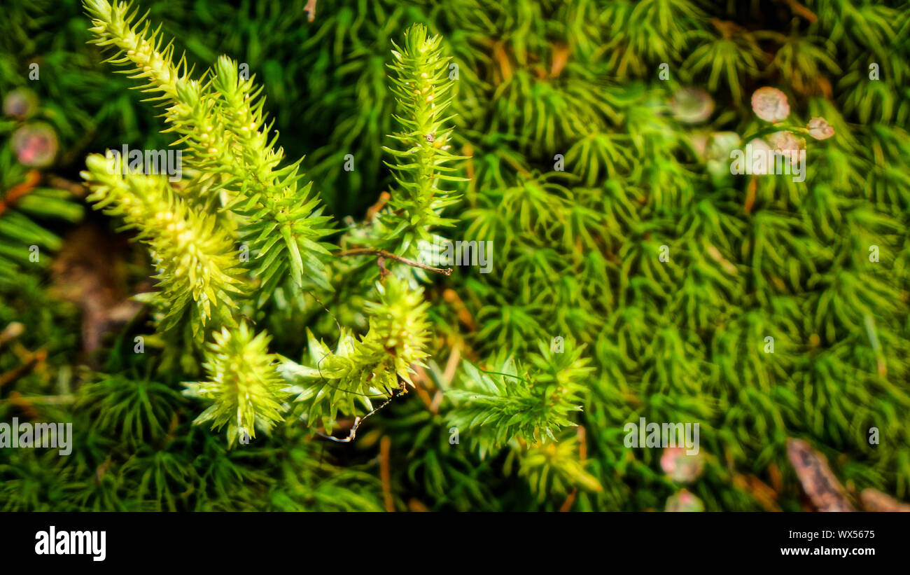 Black timberland hi-res stock photography and images - Alamy