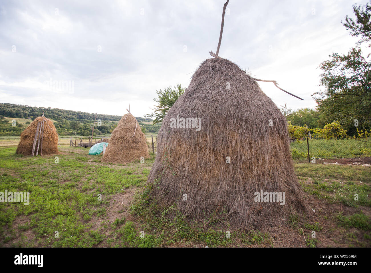 Rural landscape with haystacks, traditional style of haystack at ...