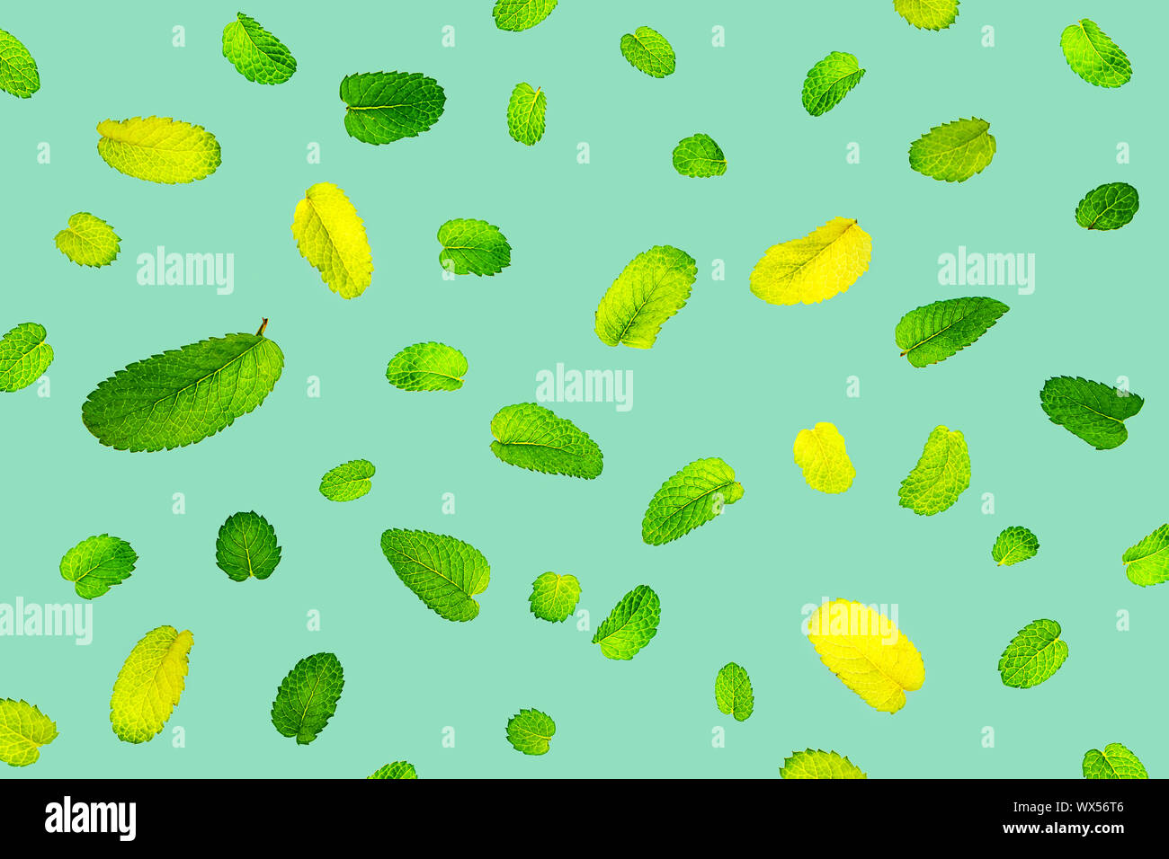Pattern made from fresh flying mint leaves on trendy 2020 neo mint ...