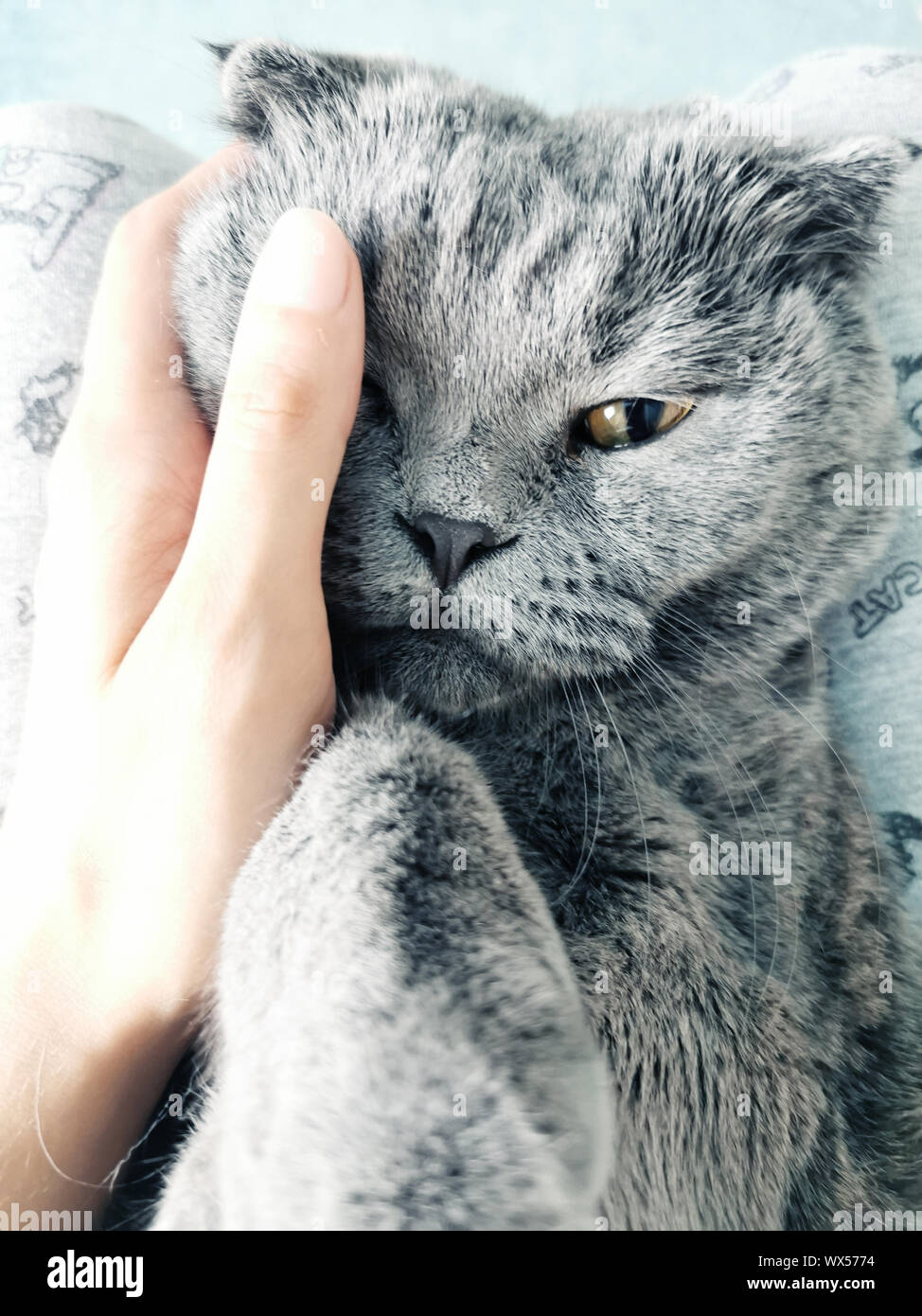 A sleepy blue russian, scottish fold cat Stock Photo - Alamy
