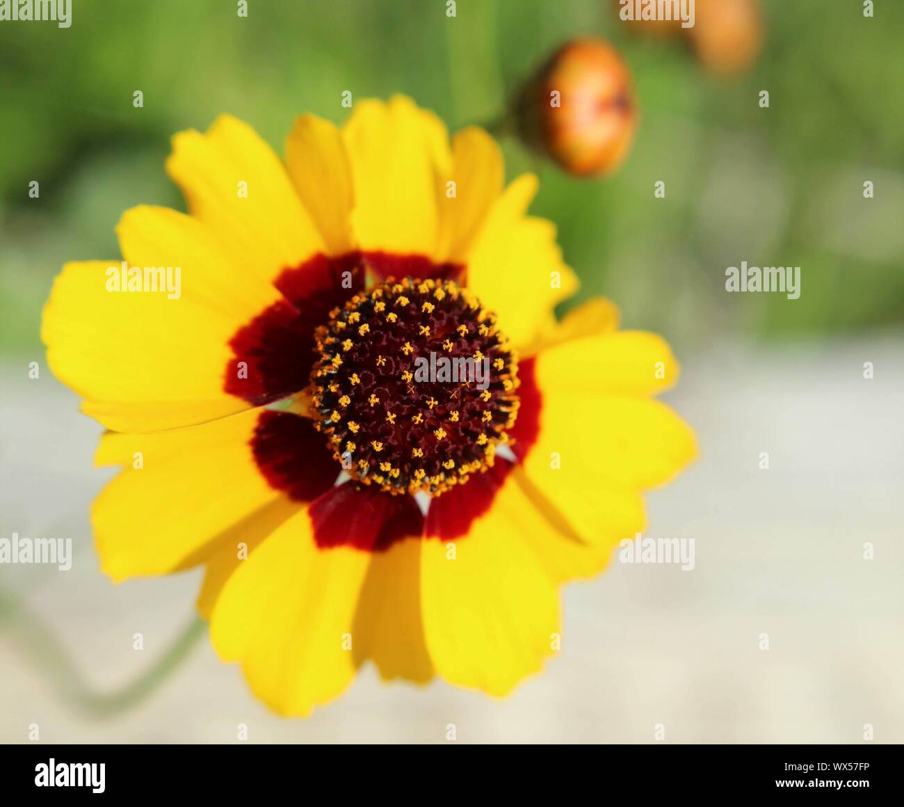 Common daisy growing hi-res stock photography and images - Alamy