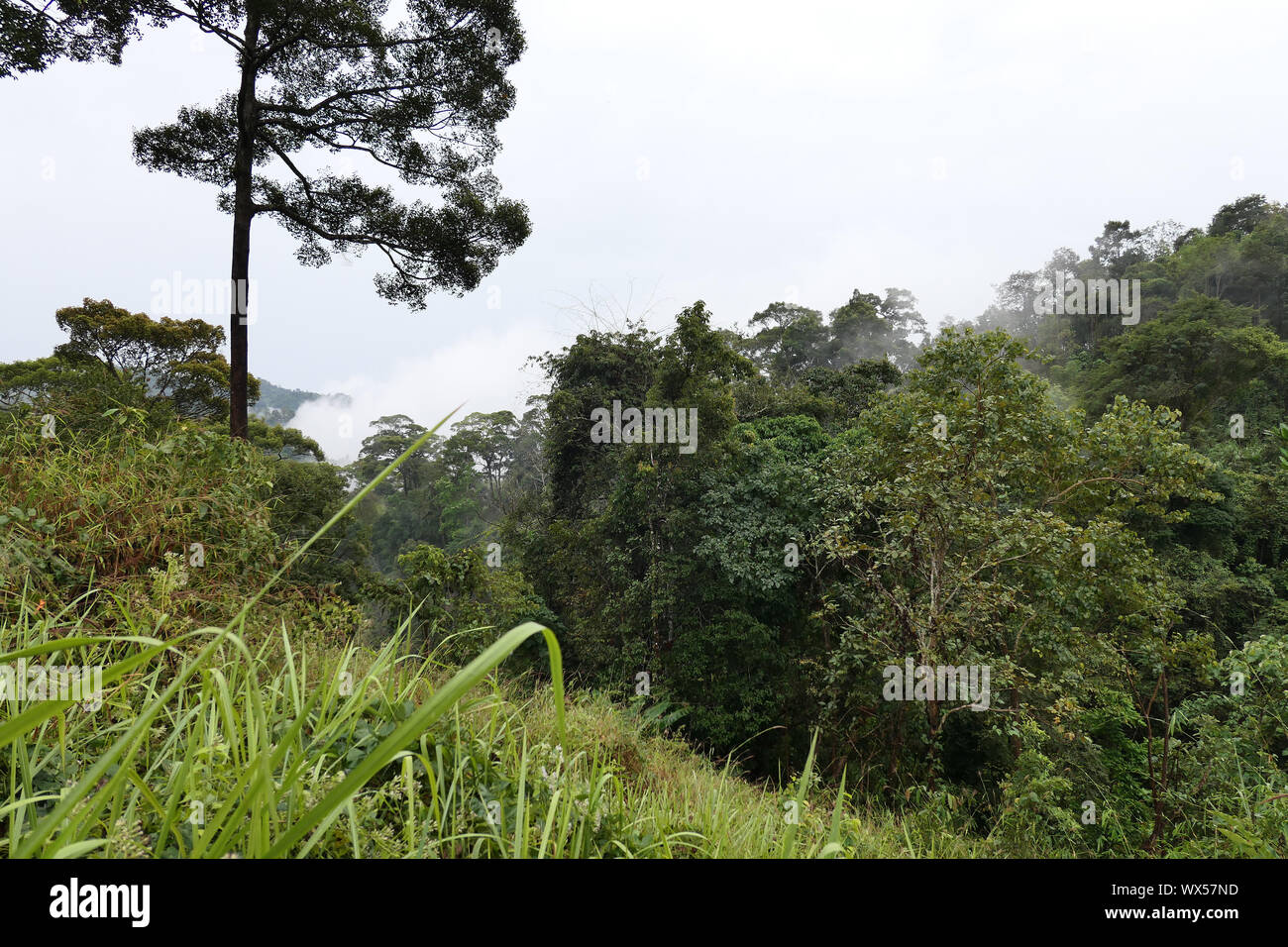 Mist fog in woods hi-res stock photography and images - Alamy