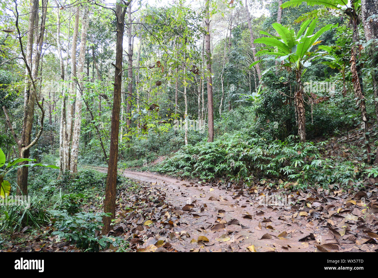 Africa jungle path hi-res stock photography and images - Alamy