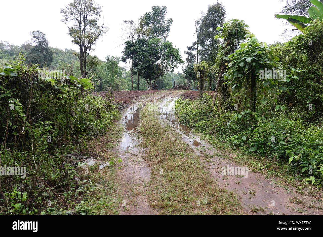 Track road forest jungle africa hi-res stock photography and images - Alamy