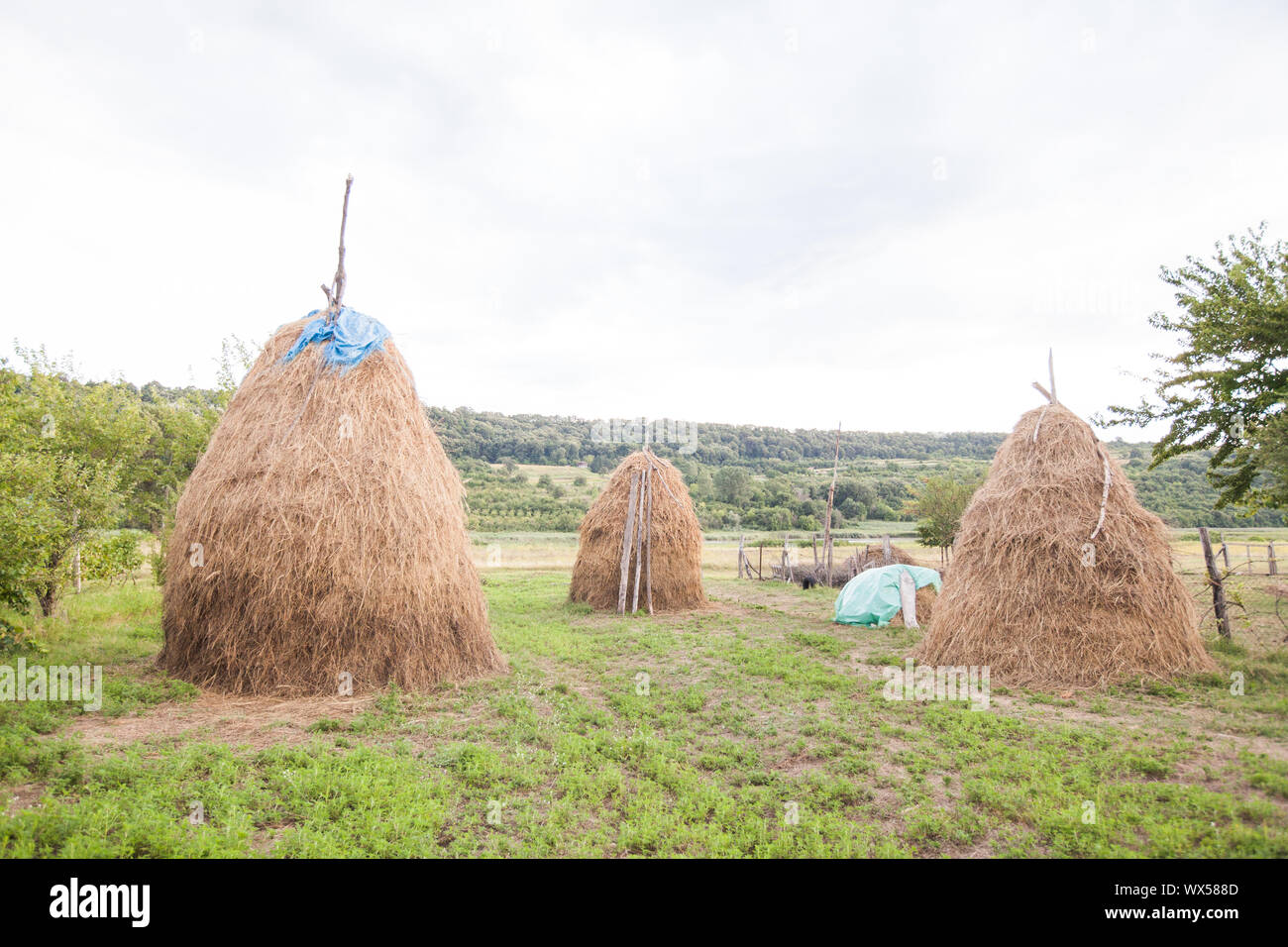 Rural landscape with haystacks, traditional style of haystack at ...