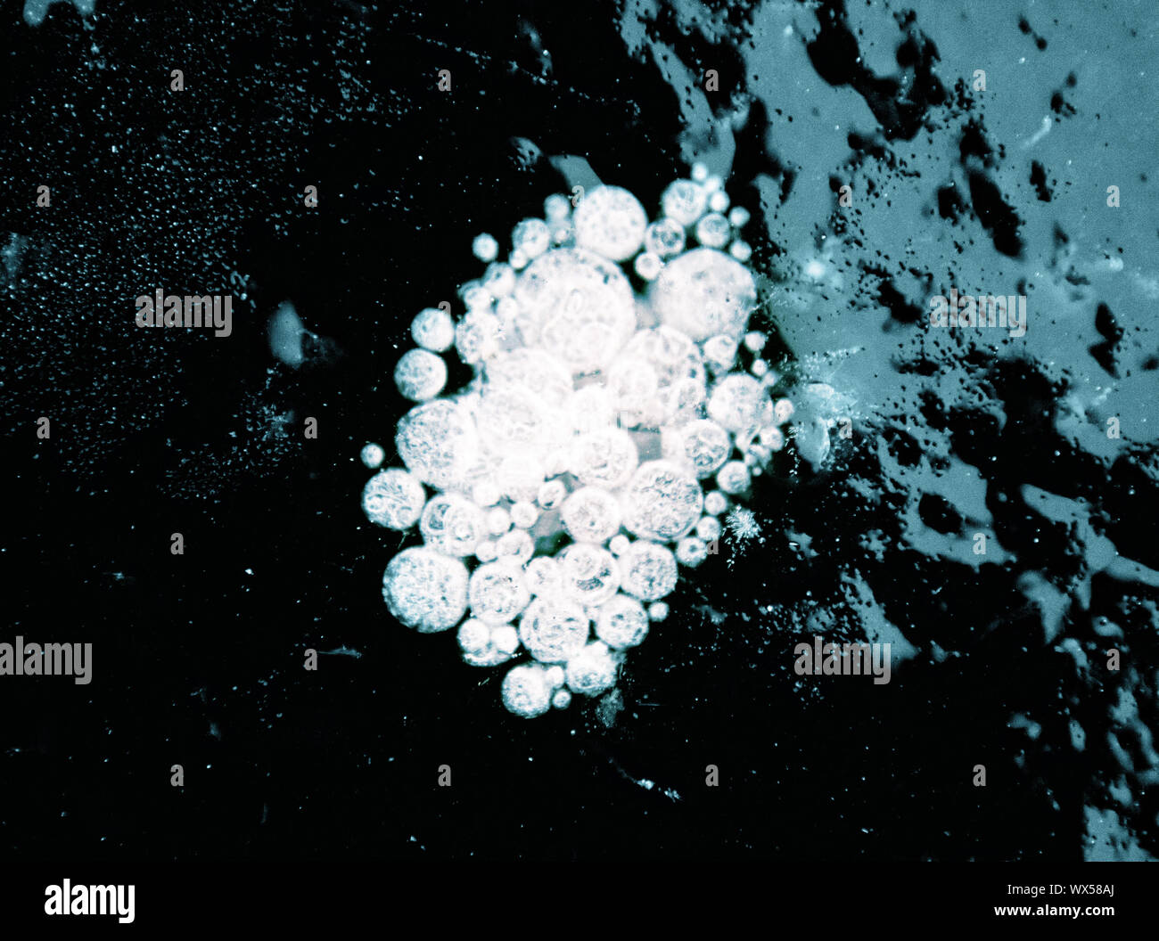 structure, pattern and crystals of newly formed ice Stock Photo - Alamy