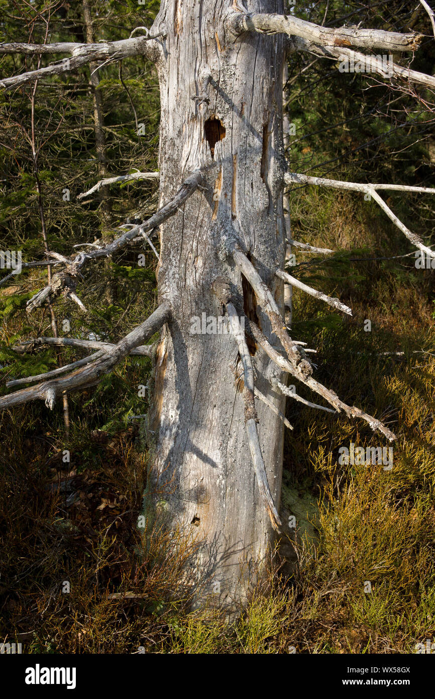 dead tree in moor Stock Photo - Alamy