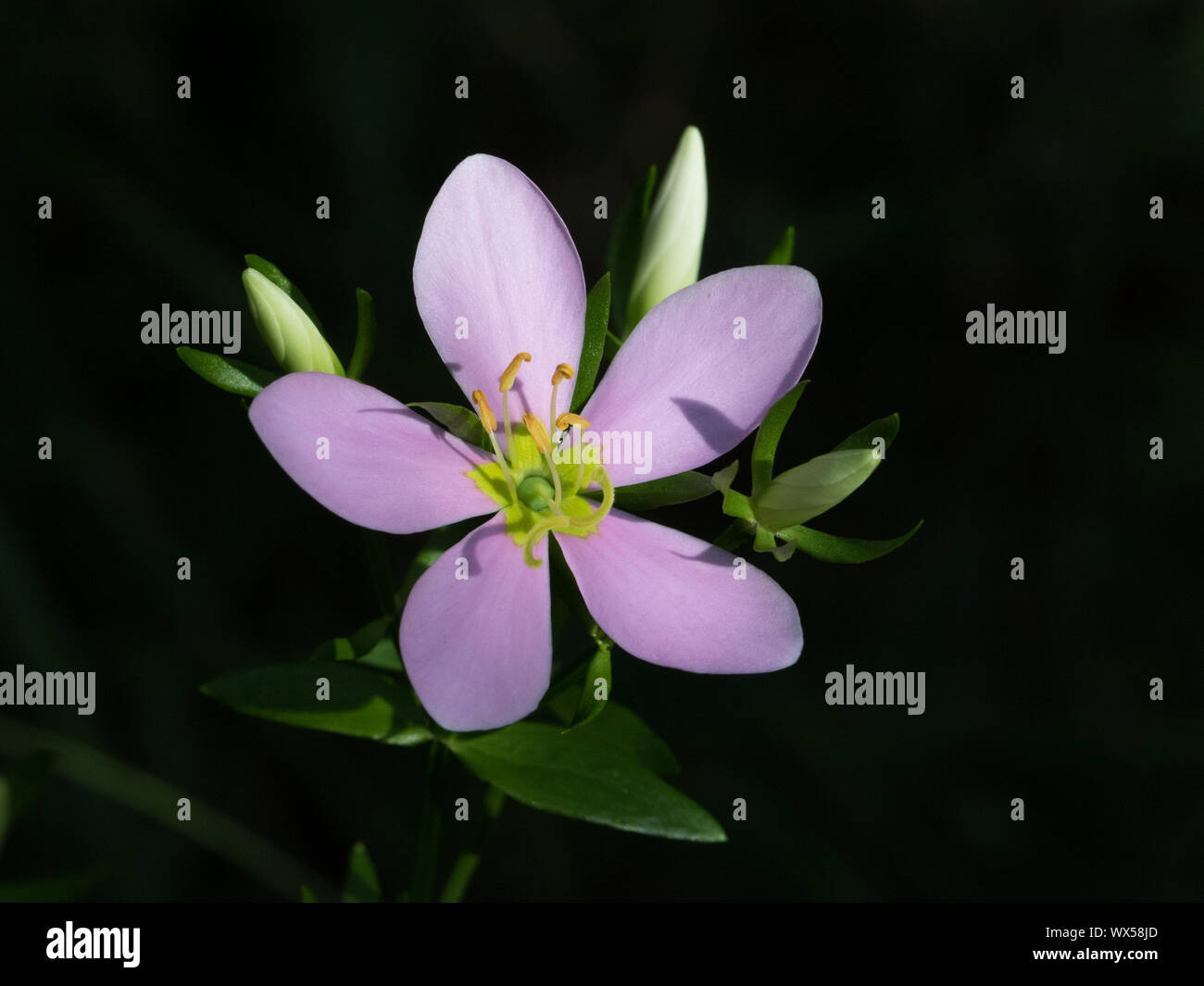 Angularis hi-res stock photography and images - Alamy
