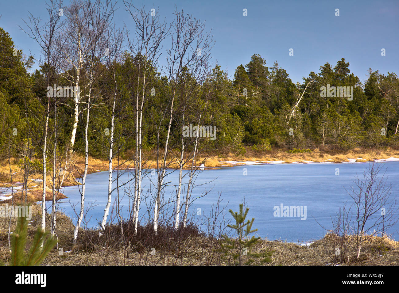 blue lake birch conifer Stock Photo - Alamy