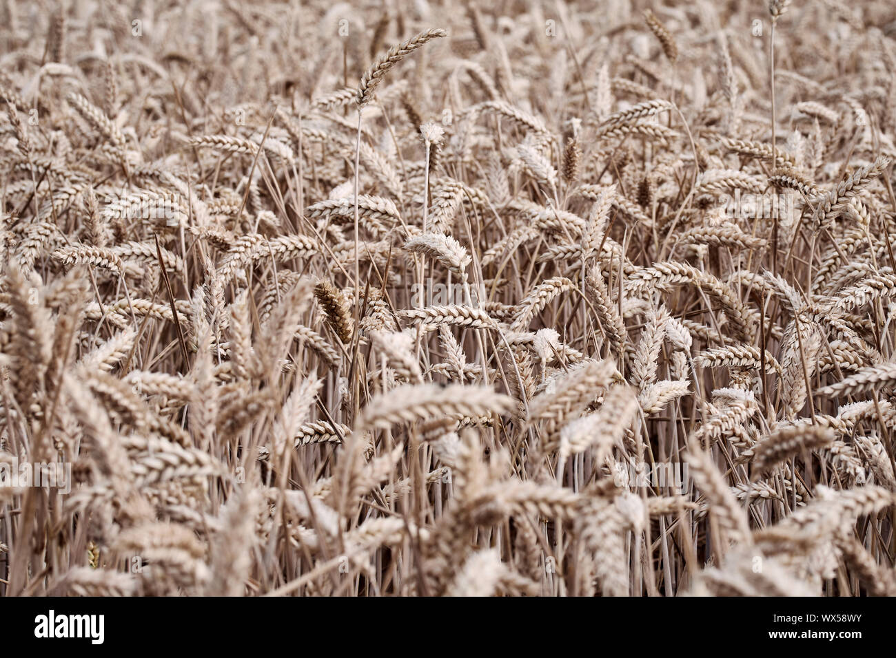 Gold wheat field hi-res stock photography and images - Alamy