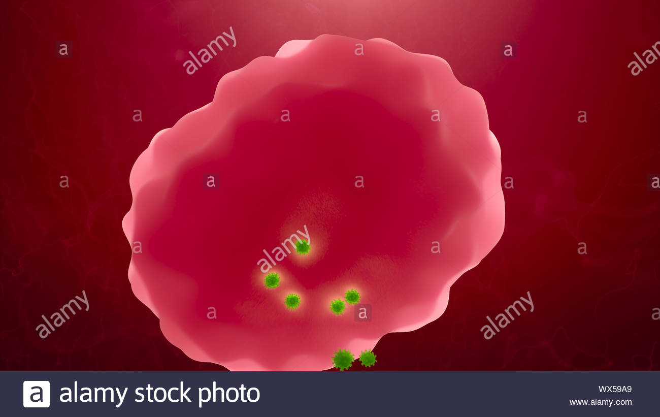 White Blood Cell Attack Bacteria High Resolution Stock Photography and ...