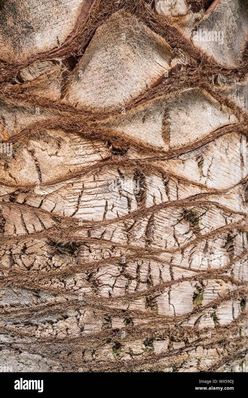 Palm tree trunk bark fiber hi-res stock photography and images - Alamy