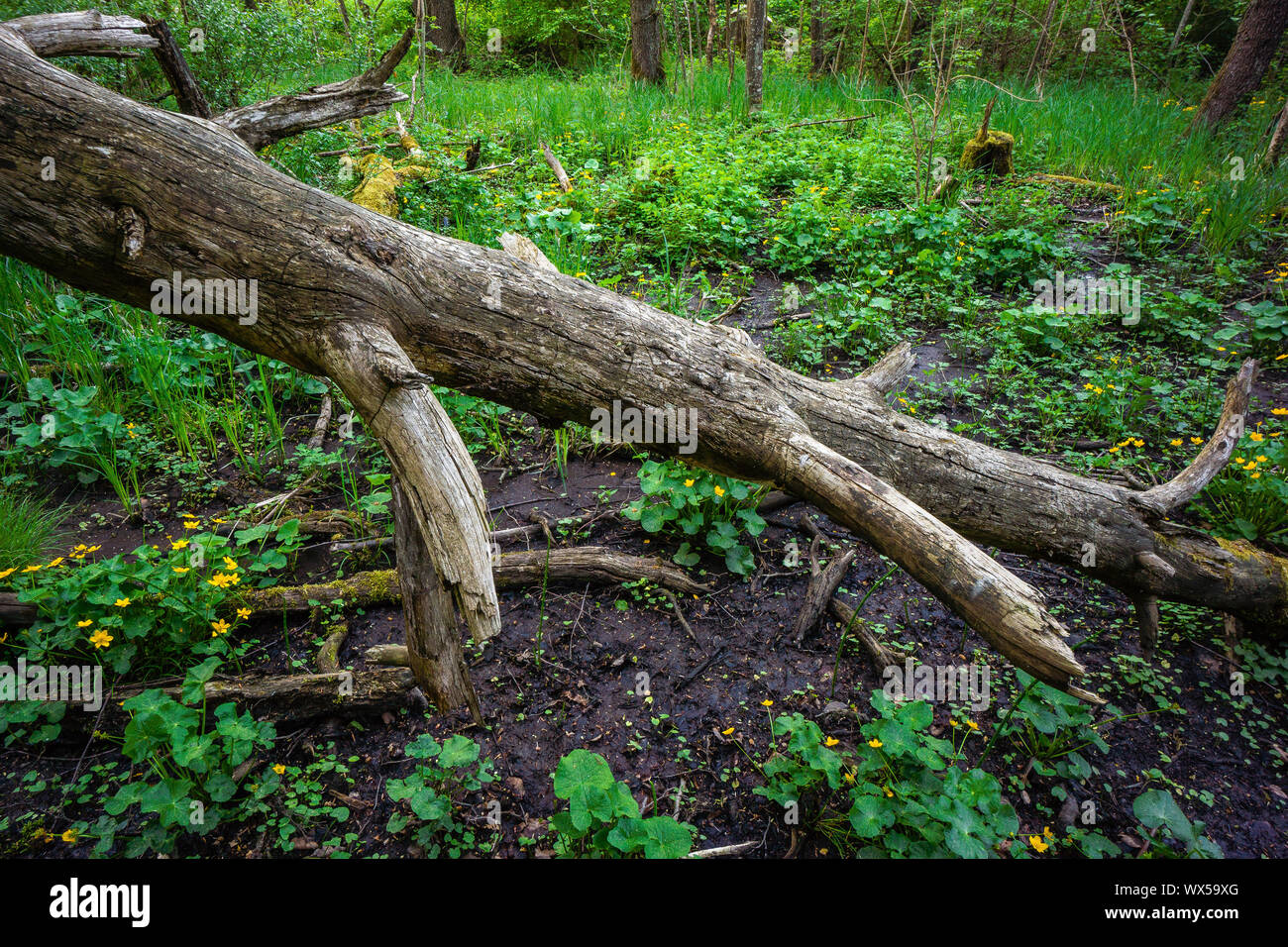 water stream fallen tree forest scenery spring Stock Photo - Alamy