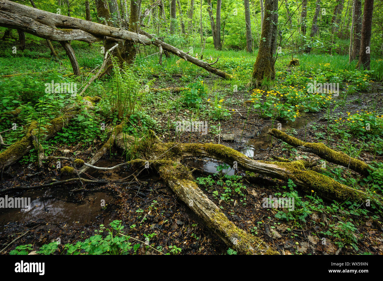Scenery spring hi-res stock photography and images - Alamy