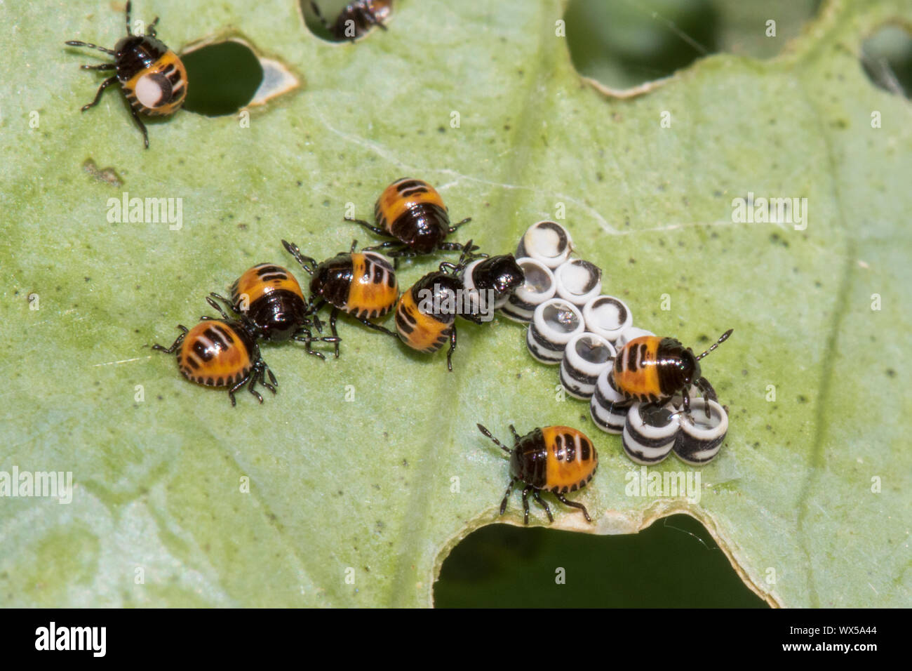 Harlequin cabbage bug hi-res stock photography and images - Alamy