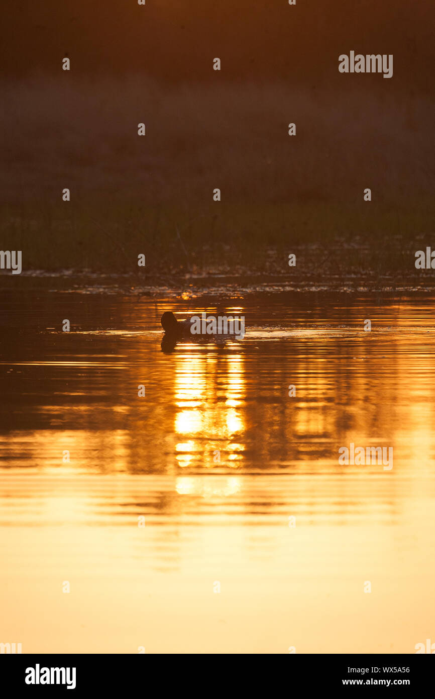 Sunset congo river hi-res stock photography and images - Alamy