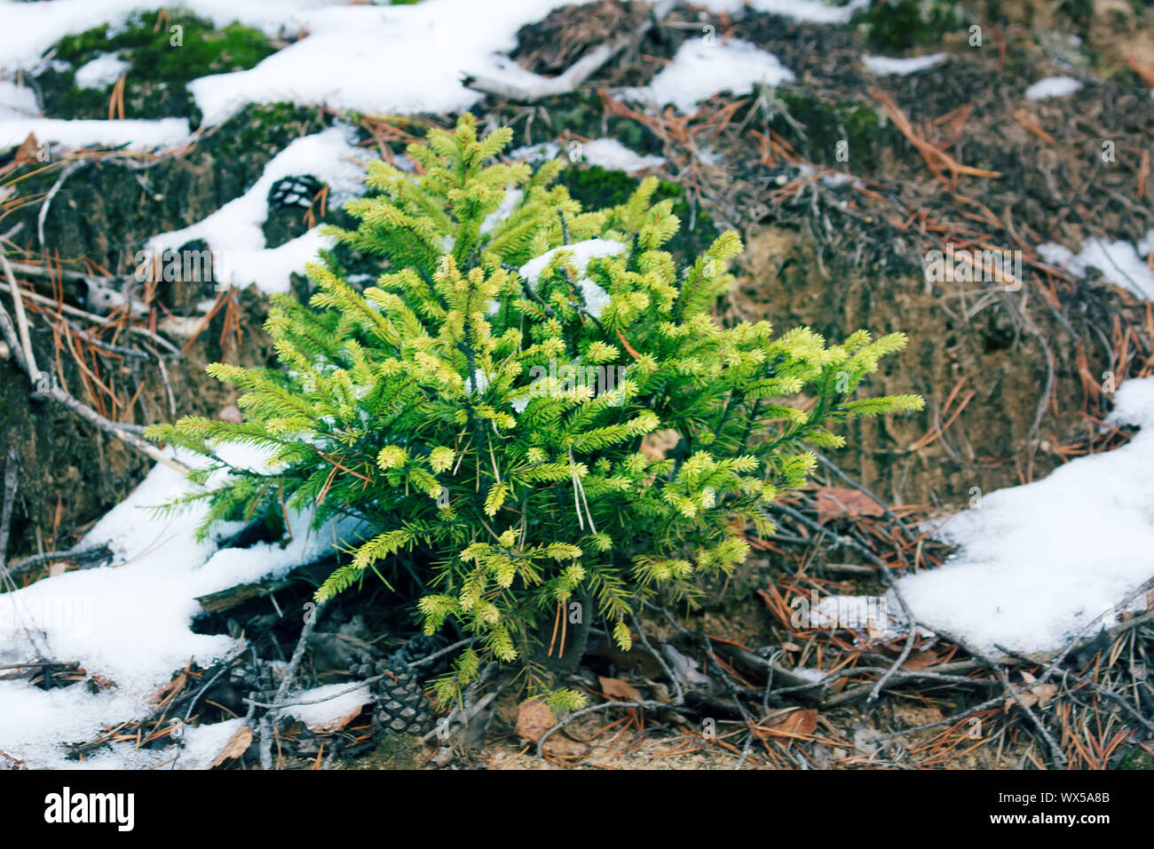 Small pine tree undergrowth hi-res stock photography and images - Alamy