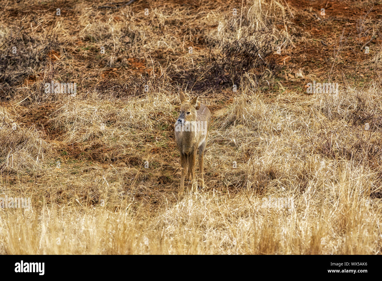 Korean Water Deer High Resolution Stock Photography and Images - Alamy