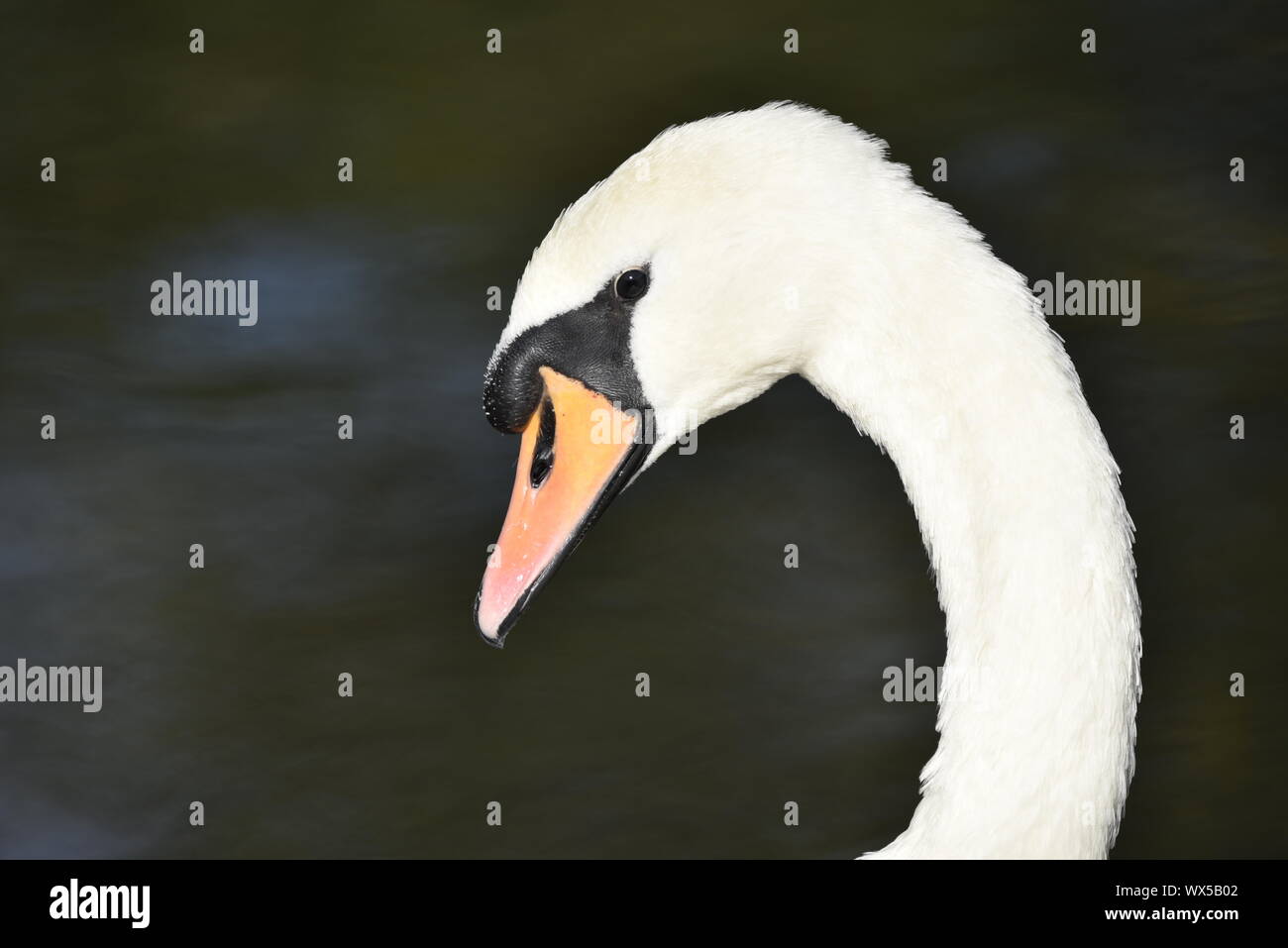 Mute Swan Left Profile Portrait Stock Photo - Alamy