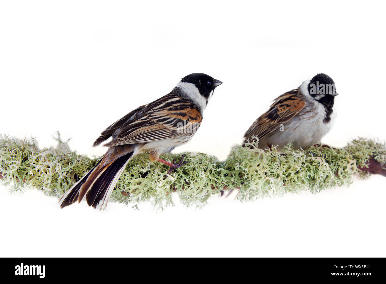 Serenade composition hi-res stock photography and images - Alamy