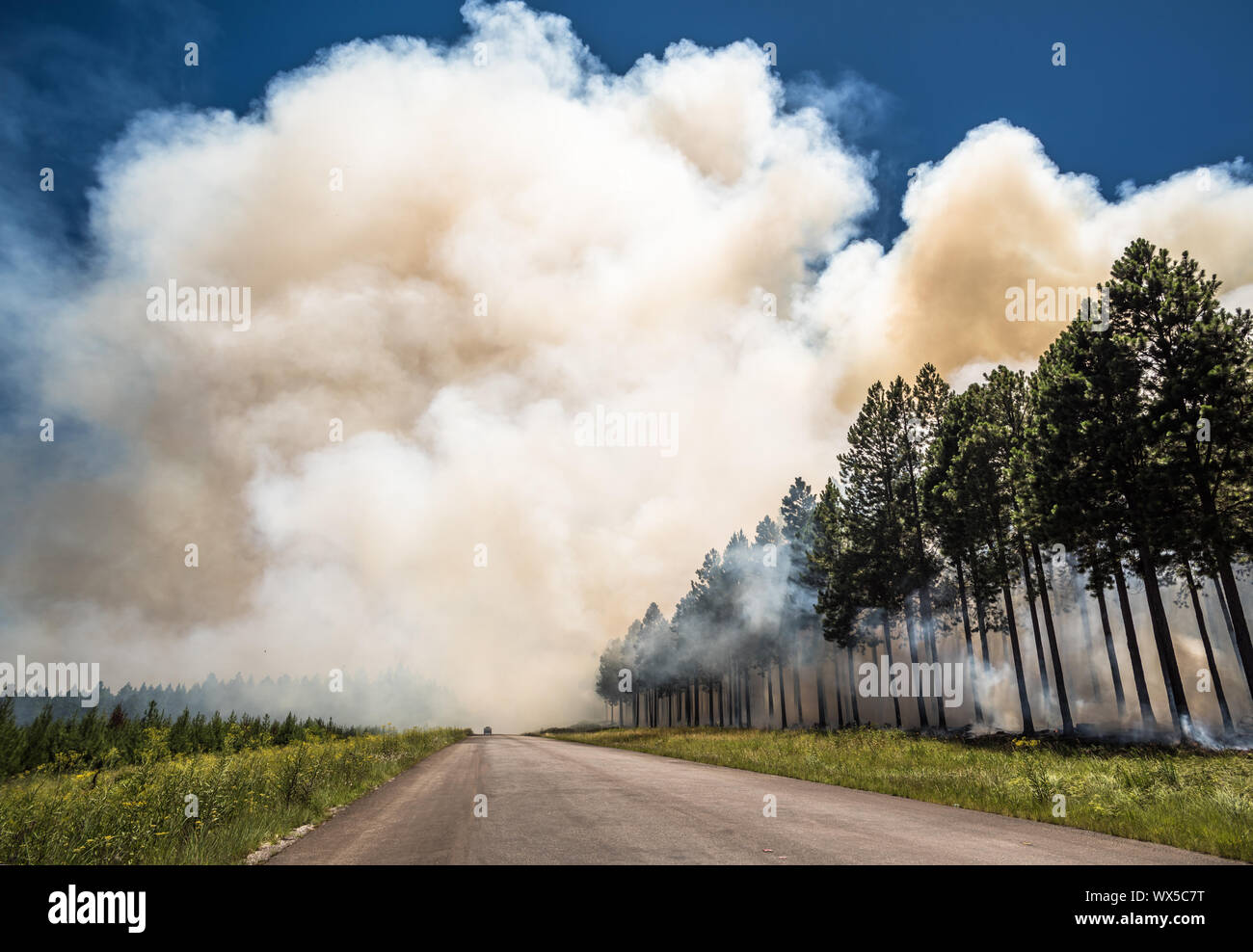 Flame of the forest tree hi-res stock photography and images - Alamy