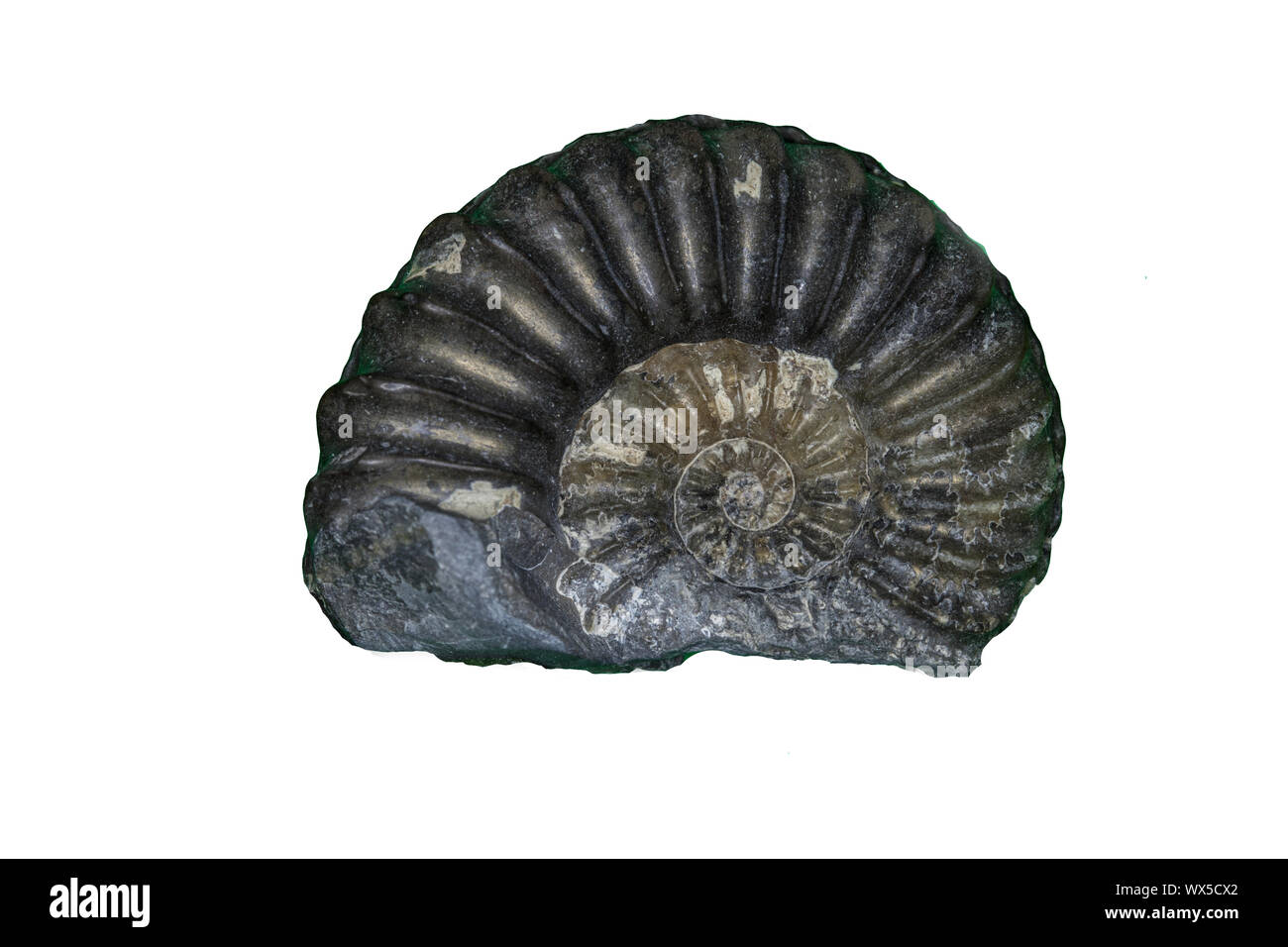 Pyrite petrified, 150 million years old, Bavaria Stock Photo - Alamy