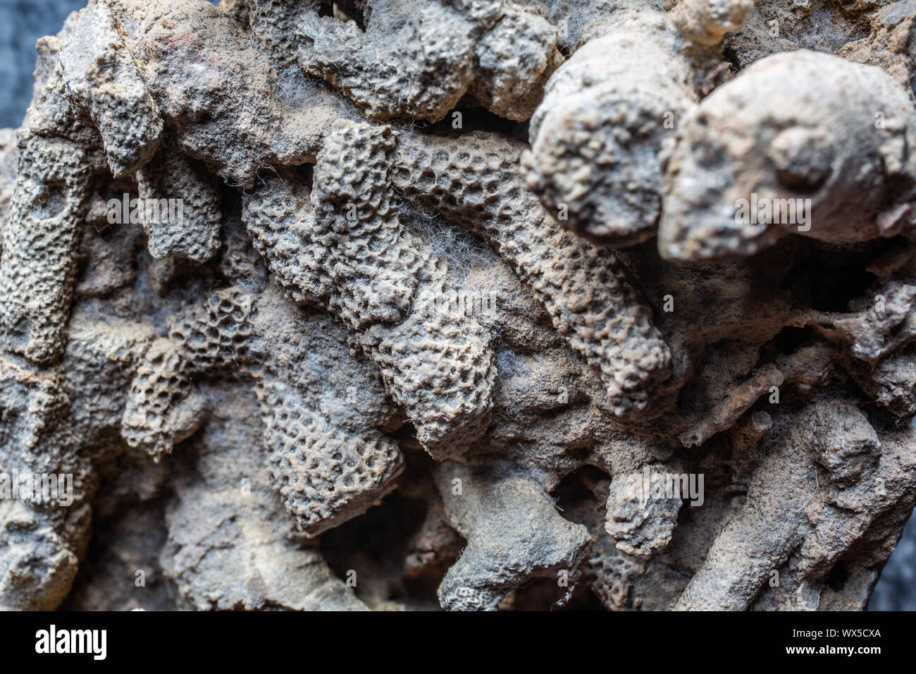 Millions of years old fossilized corals Stock Photo - Alamy