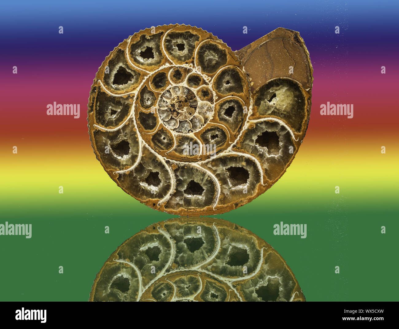 Animals fossils hi-res stock photography and images - Alamy
