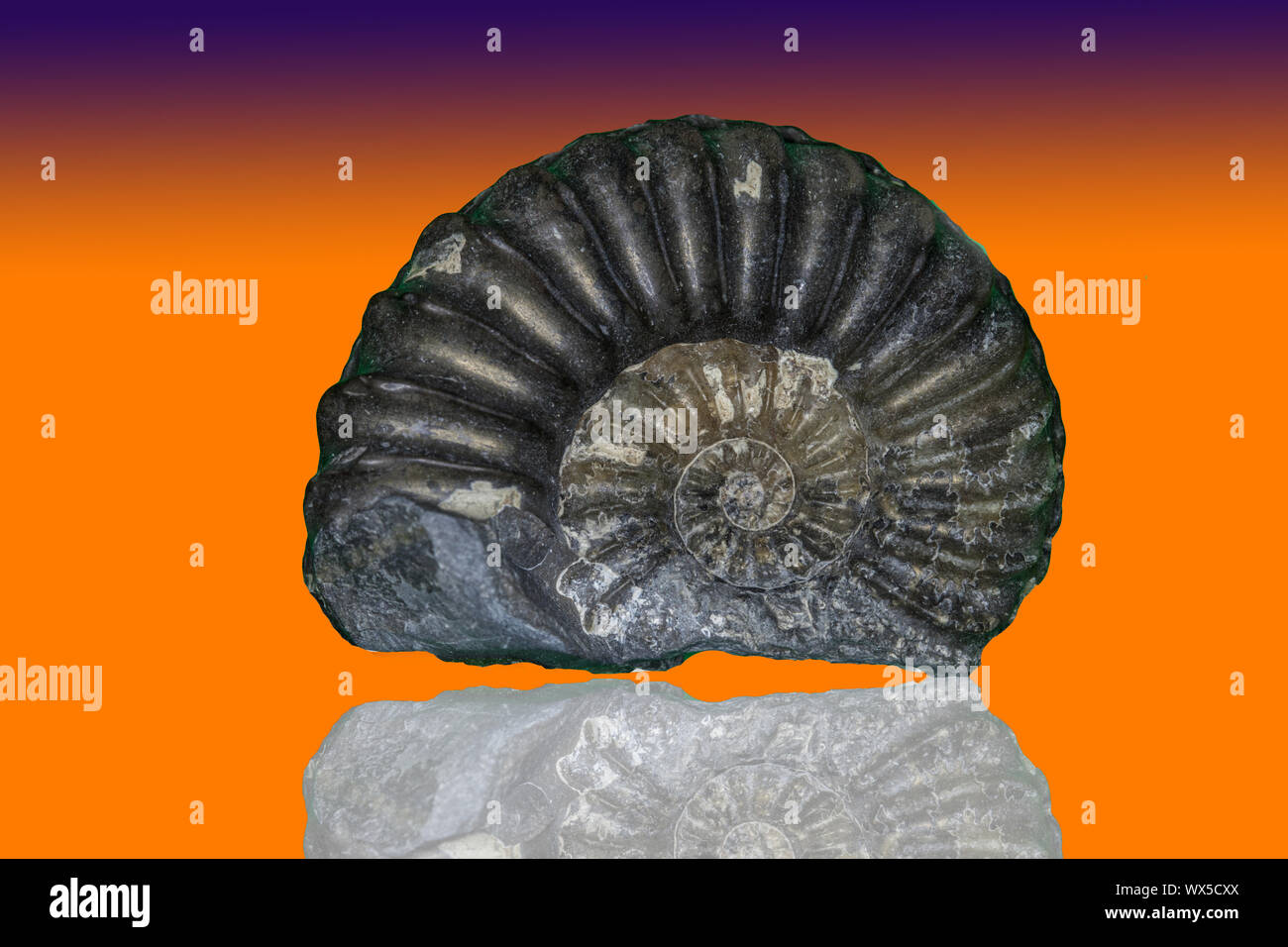 Pyrite petrified, 150 million years old, Bavaria Stock Photo - Alamy