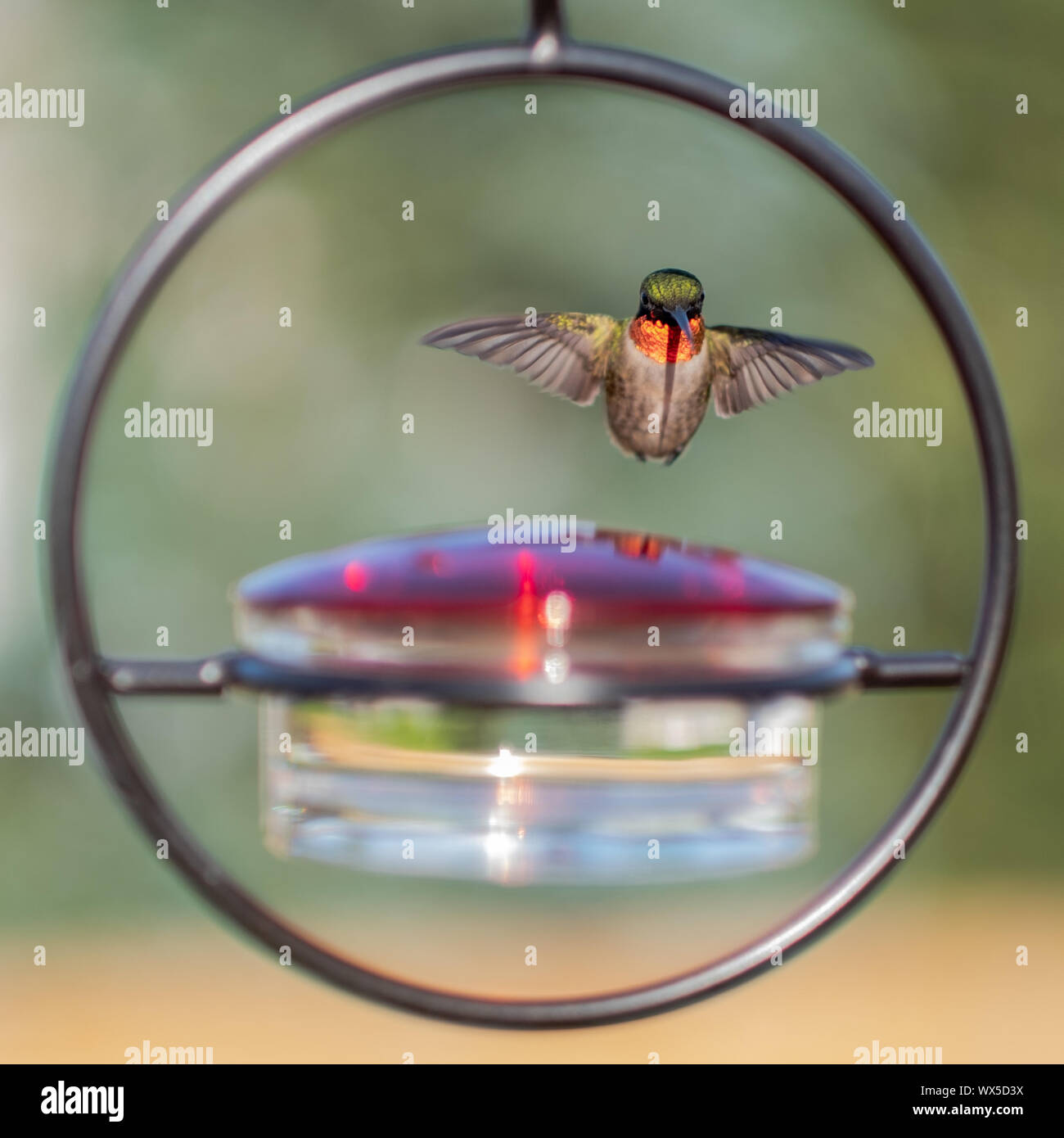 Hummingbird high speed shot Stock Photo - Alamy