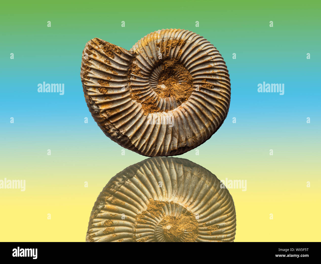 Pyrite petrified, 150 million years old, Bavaria Stock Photo - Alamy