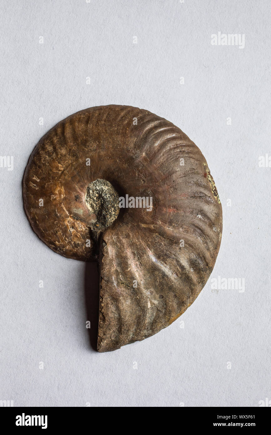 Pyrite petrified, 150 million years old, Bavaria Stock Photo - Alamy