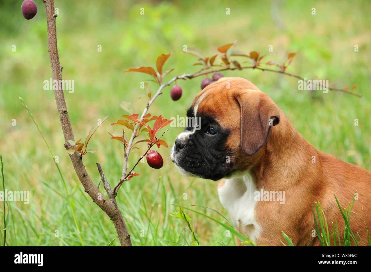 Boxerwelpen hi-res stock photography and images - Alamy