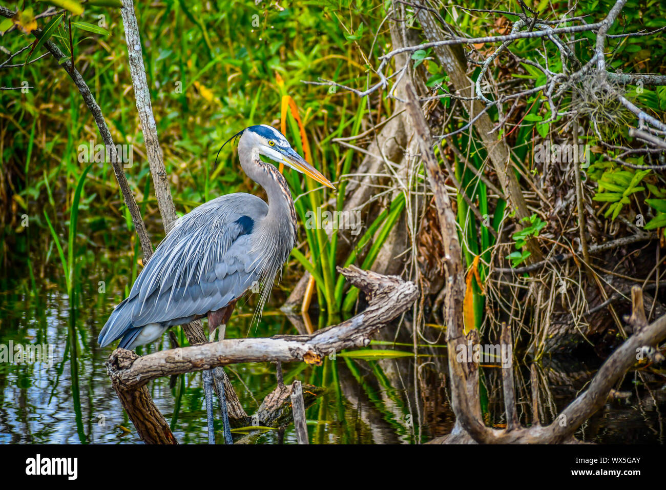 A Great Blue Heron in Miami, Florida Stock Photo - Alamy