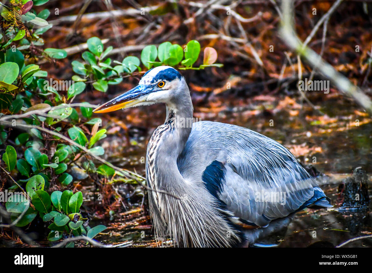 A Great Blue Heron in Miami, Florida Stock Photo - Alamy