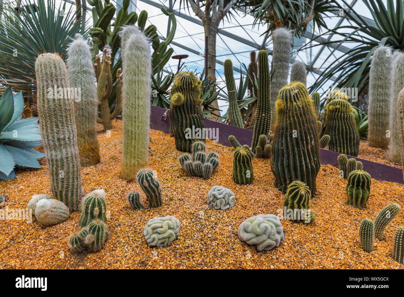 Cactus at Gardens by the Bay in Singapore Stock Photo - Alamy