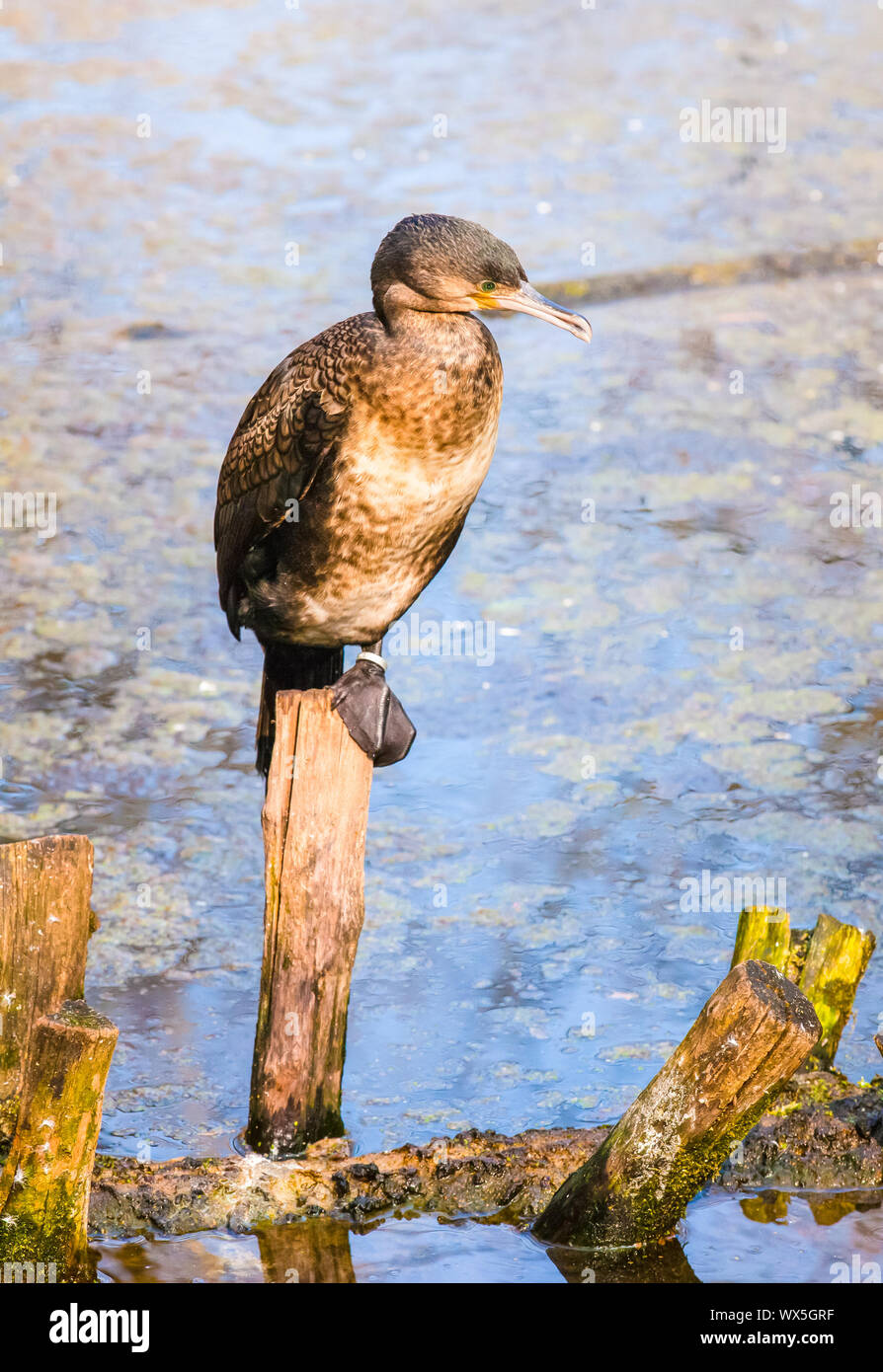 pygmy cormorant Microcarbo pygmaeus Phalacrocoracidae family Stock ...