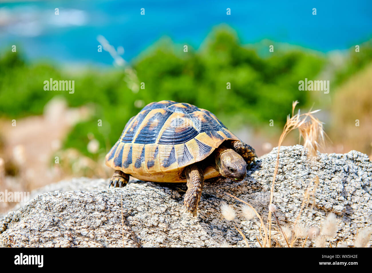 Green sea turtle on stone hi-res stock photography and images - Alamy